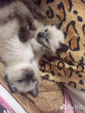 Котята