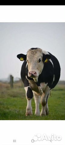 Айширская корова