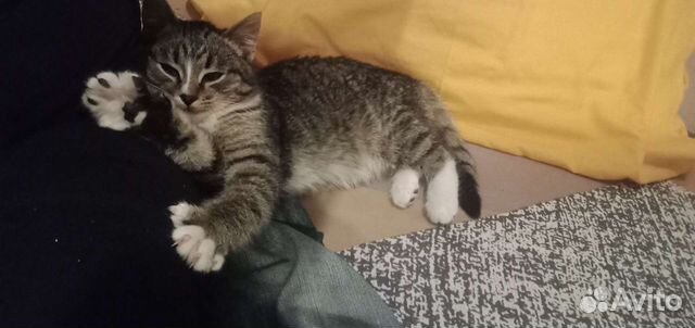 Отдам котенка в добрые руки