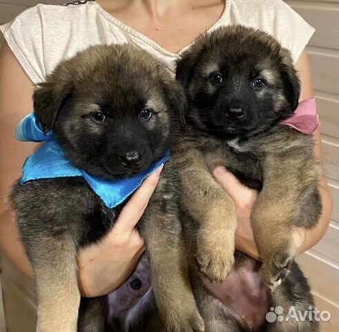 Метисы кавказской овчарки в добрые руки