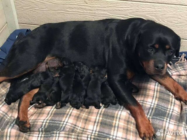 Щенки ротвейлера