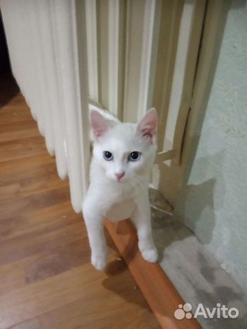 Котенок Беляшик