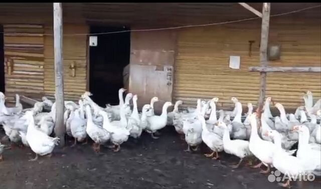 Гуси на племя