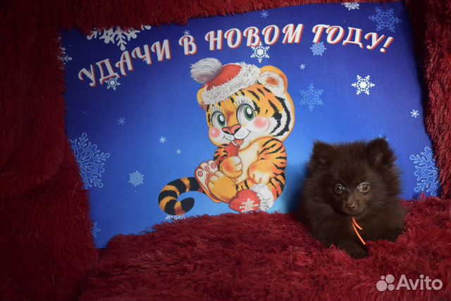 Шпиц- мини горький шоколад