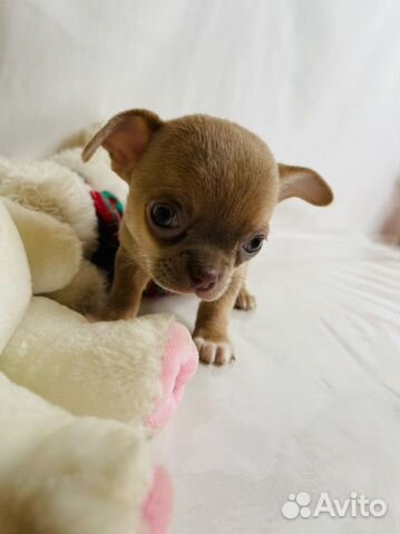 Щенки чихуахуа мини лиловый (голубой)