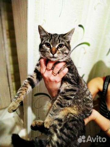 Кошка в дар