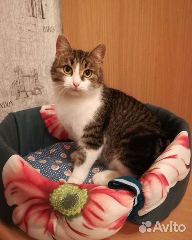 Выбросили домашнюю кошку