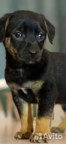 Щеночек (смесь похоже пинчера)