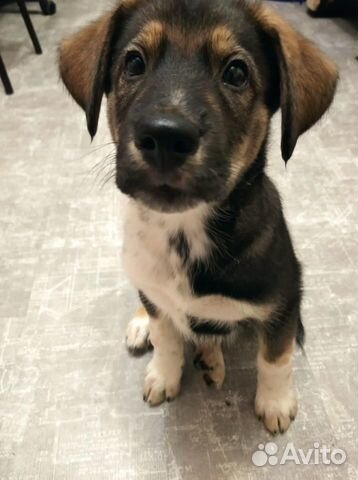 Вареник ищет дом