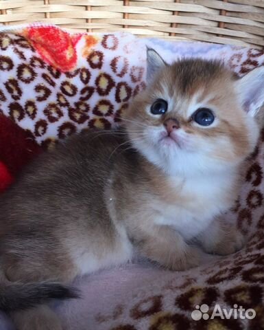 Британские мальчишки