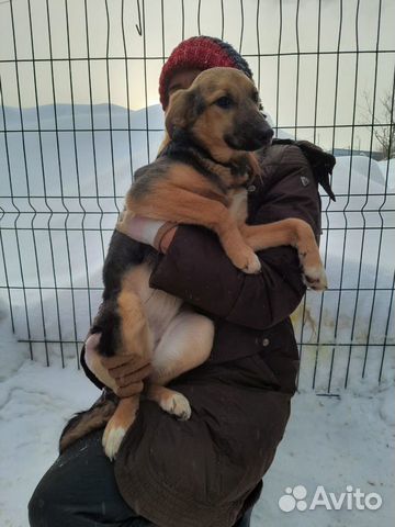 Щенок в добрые руки спасите