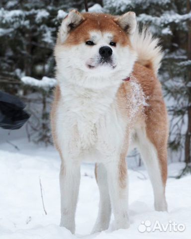 Акита Ину вязка дорого
