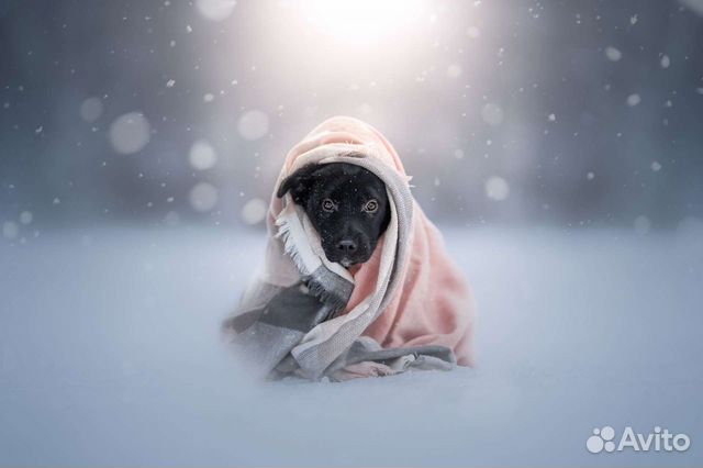 Щенок в добрые руки пристраивается в дар