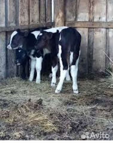 Корова телята и бычки