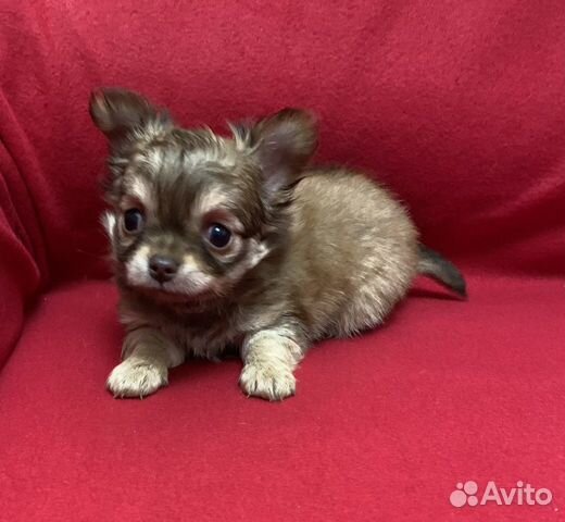 Шоко мальчик чихуахуа