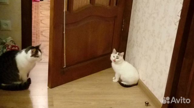Дуся - хорошее настроение в новом году