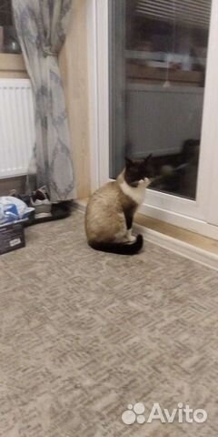 Потерялся котик, нашедшему 5т.р