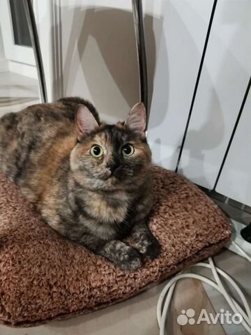 Кошку в добрые руки