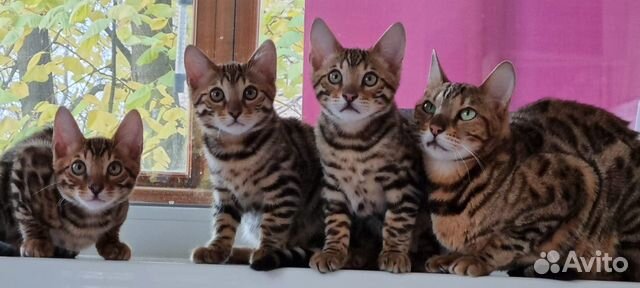 Бенгальские котята - символ года