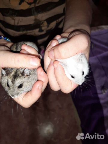 Джунгарский хомяк