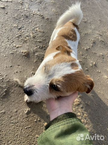 Джек Рассел терьер