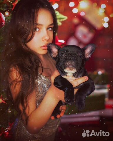 Французский бульдог