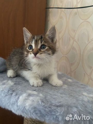 Котенок в добрые руки