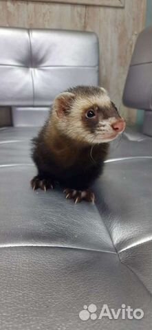 Хорек с клеткой