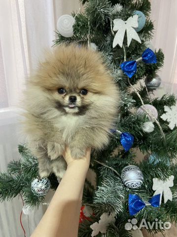 Девочка мини мини