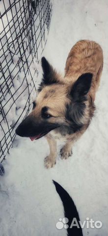 Собаки из приюта