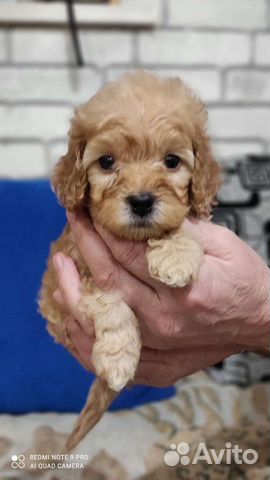 Мальчик и девочка Мальтипу F1