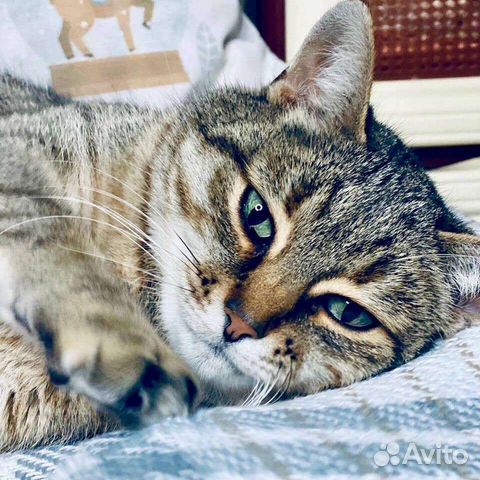 Очень нежная девочка Мурка