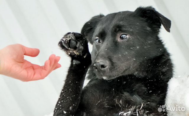 Ляля (собака в дар)