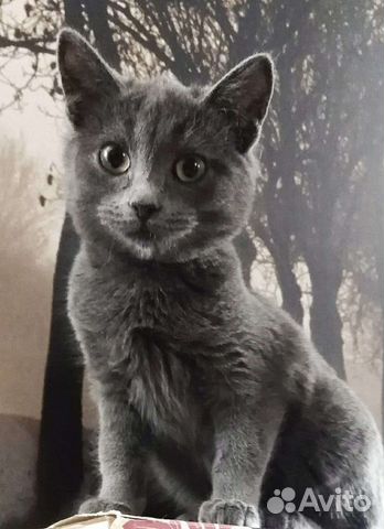 Котёнок метис русской голубой