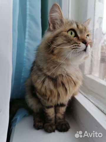 Отдам кошечку в добрые руки, ласковая и очень общи