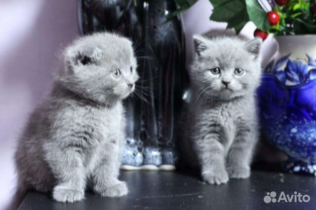 Британские котята