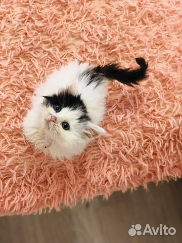 Котенок в заботливые руки