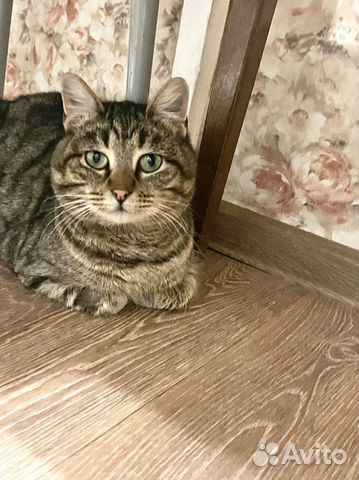 Щекастая красавица спасена и ищет дом