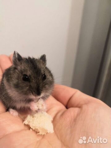 Джунгарские ручные хомячки