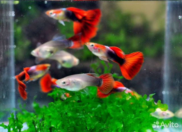 Мальки Красных Берлинских Гуппи