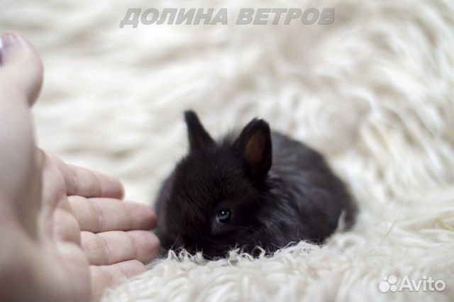 Карликовая лиса, носитель шоколада и голубого