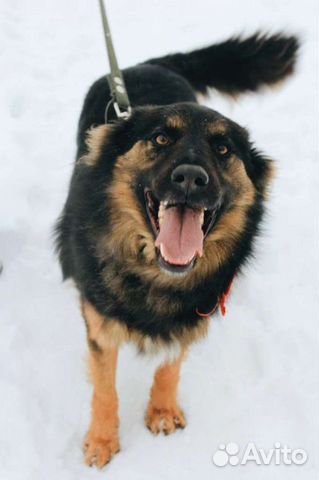 Пушистый друг Дени ищет дом