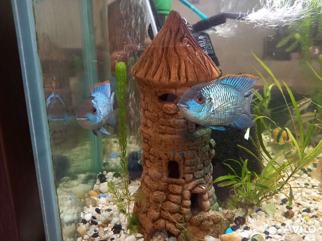 Аквариумные рыбки