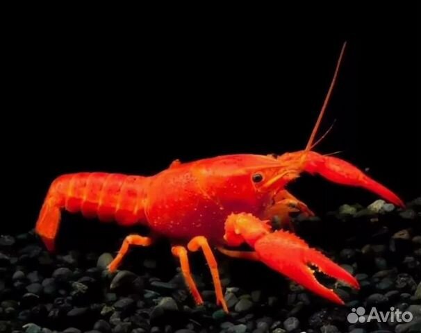 Рак флоридский красный