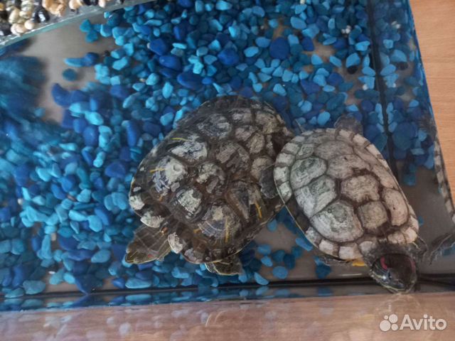 Красноухая черепаха с аквариумом и фильтром