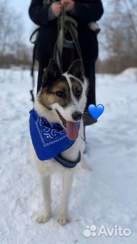 Игривый пес ищет свой дом. Спасите малыша Бэтмена