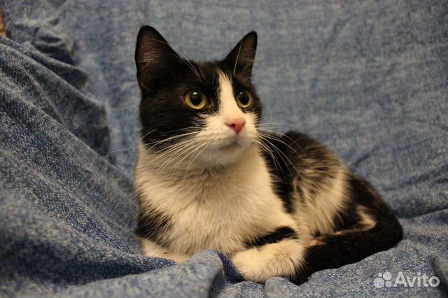 Годовалая черно-белая кошечка ищет дом