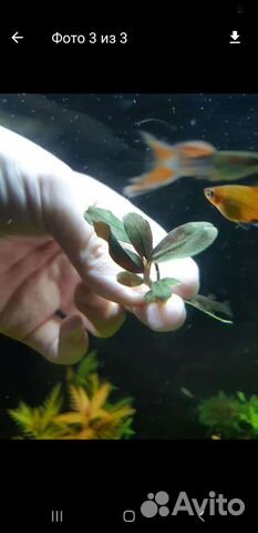 Набор буцефаландр