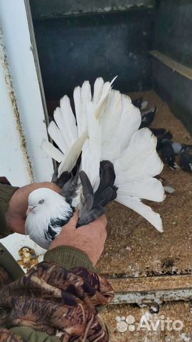 Николаевские голуби