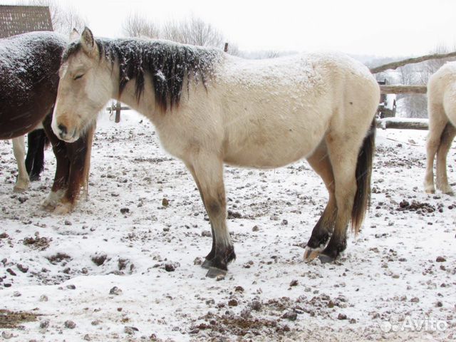 Кобылки редких мастей